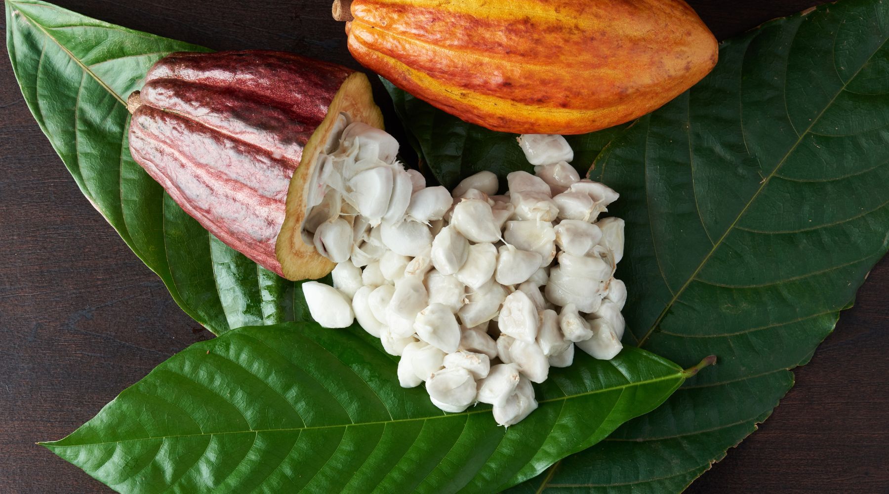 cocoa pods inside