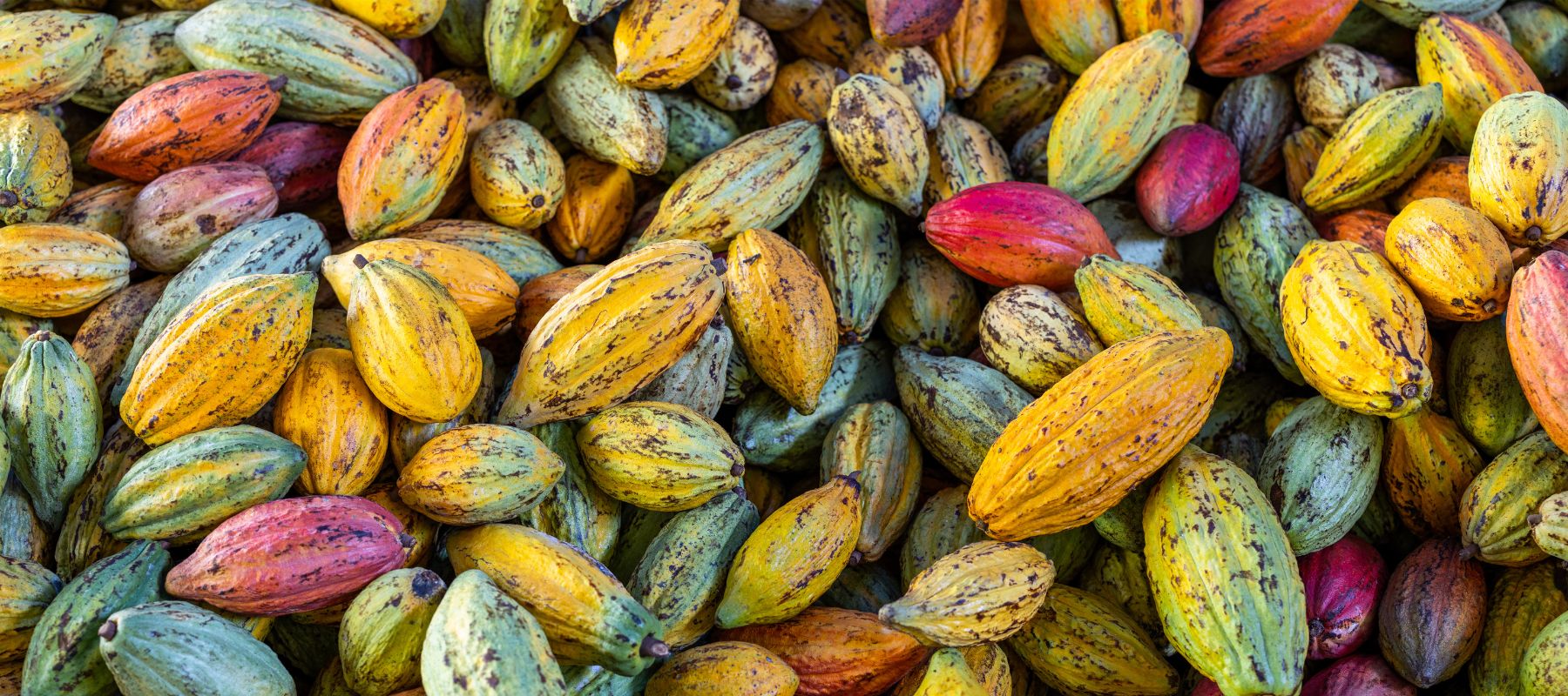 Direct Trade and Relationship Building with Cocoa Suppliers