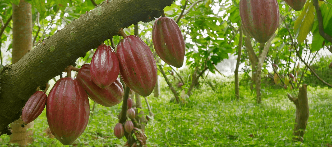 Cocoa Future Collaborative