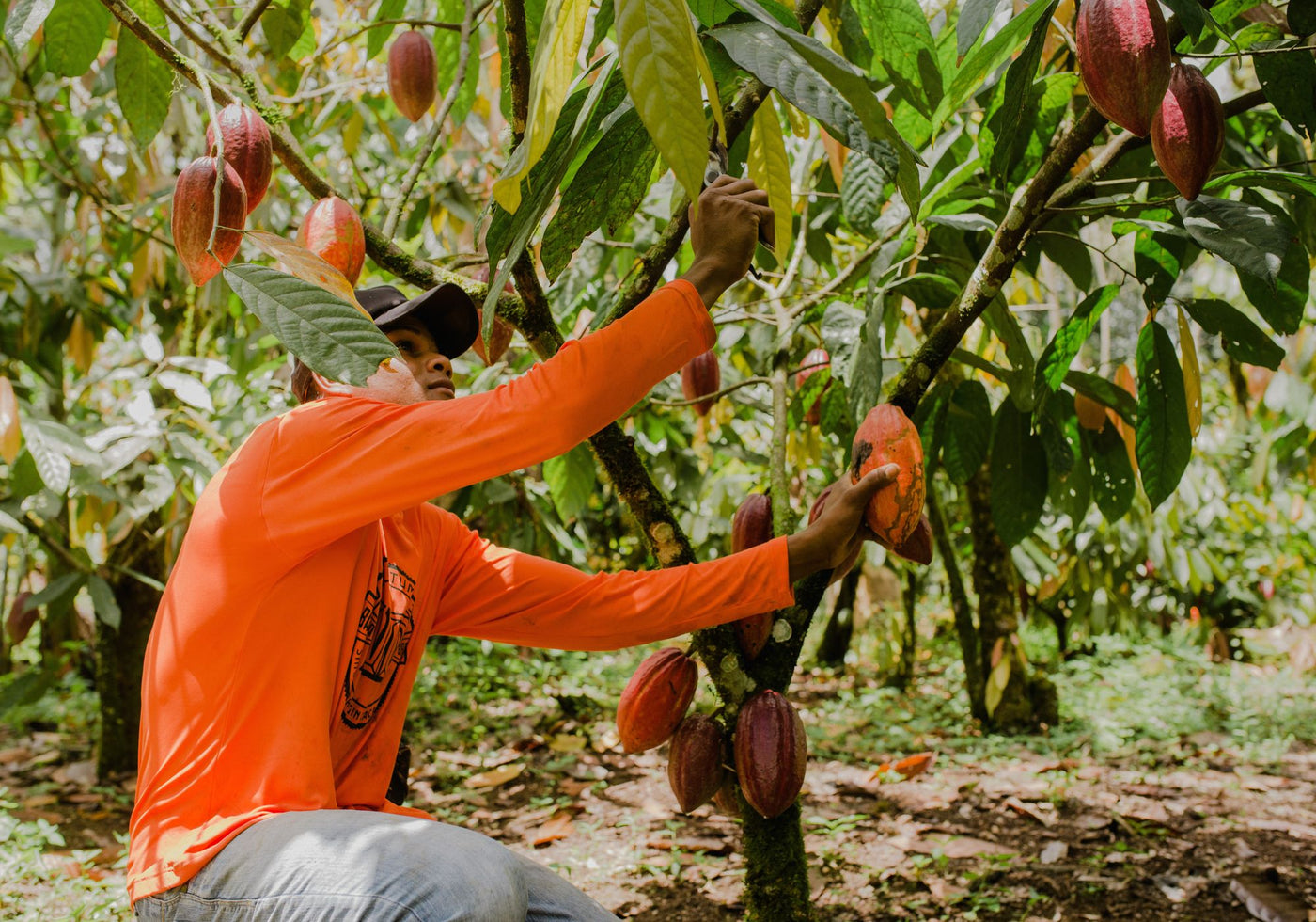 Baianí Chocolates Brazilian Tree-to-Bar - Tuta & Juliana Aquino
