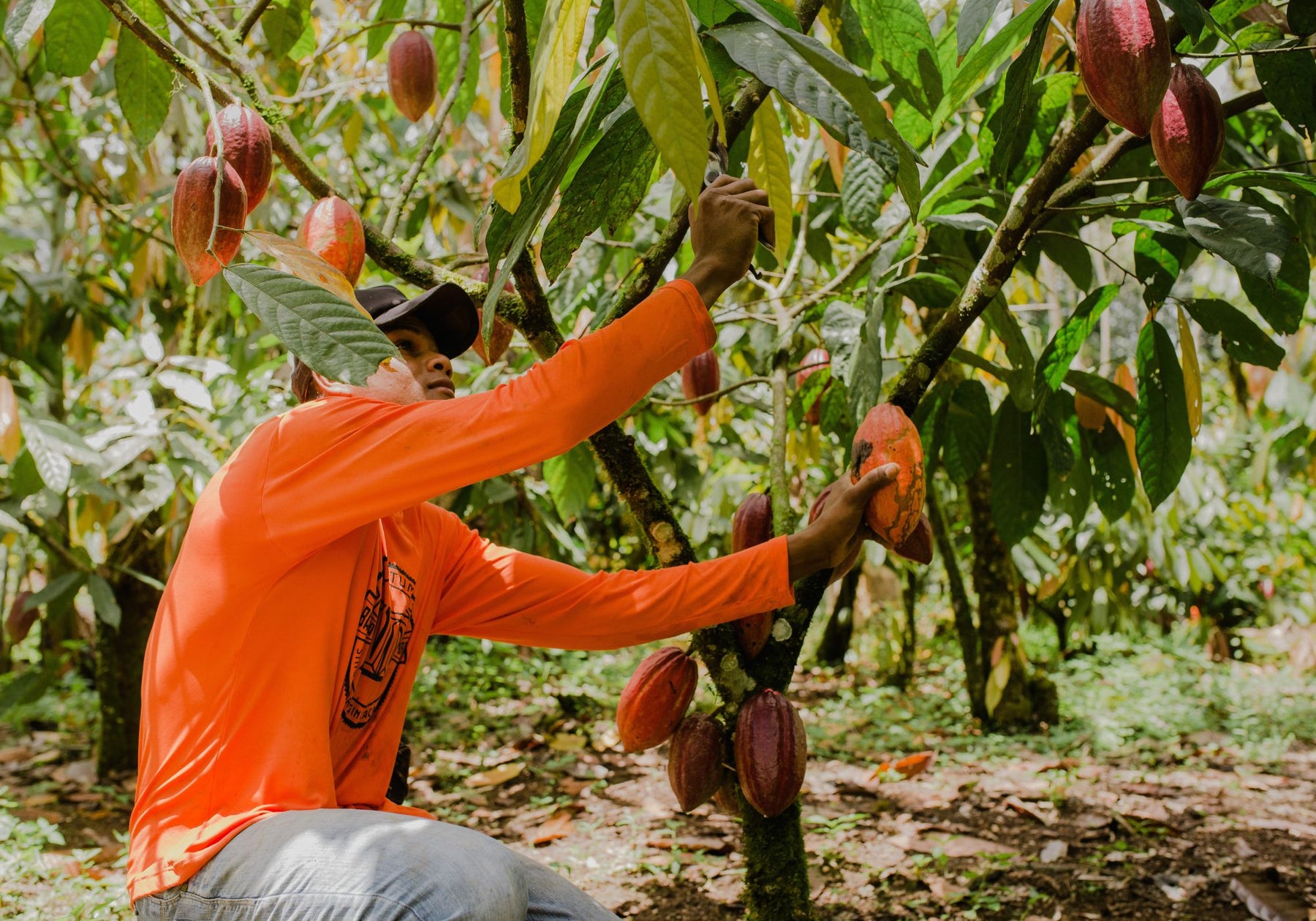 Baianí Chocolates Brazilian Tree-to-Bar - Tuta & Juliana Aquino